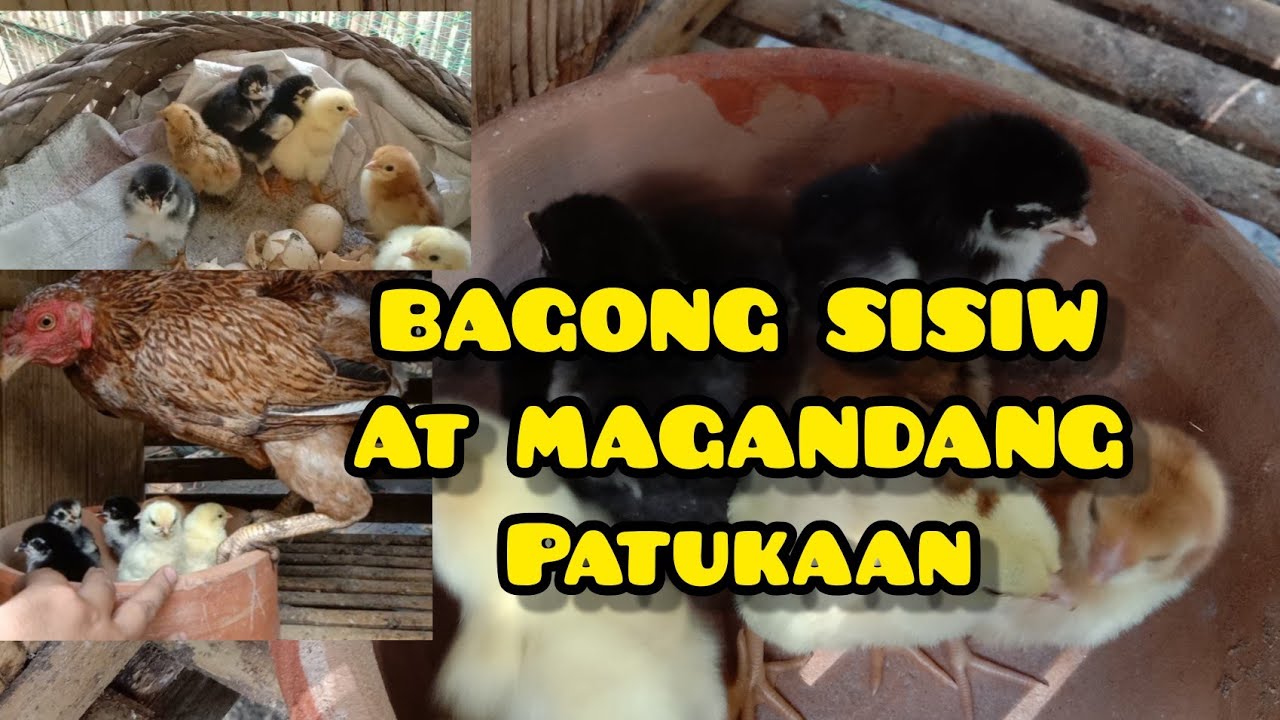 MAGANDANG PATUKAAN NG SISIW AT MAY BAGONG SISIW NA NAMAN - YouTube