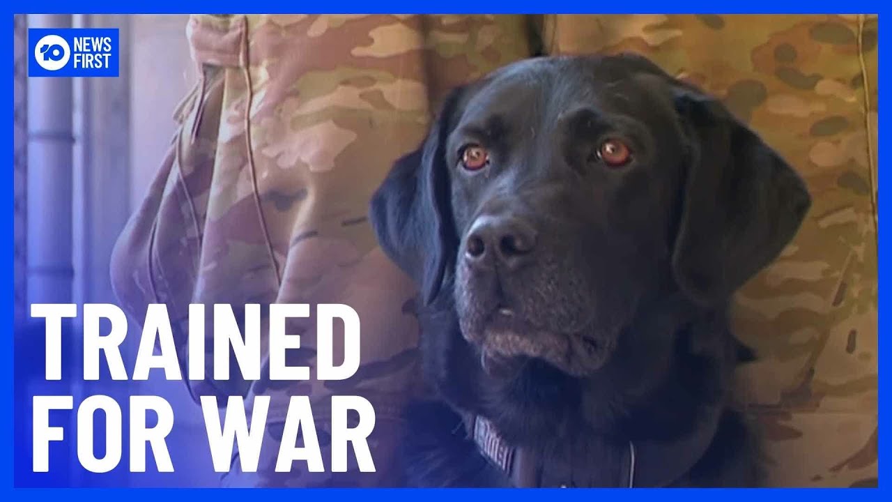 Australian Army Training Dogs On Death Row As Explosive Detection ...