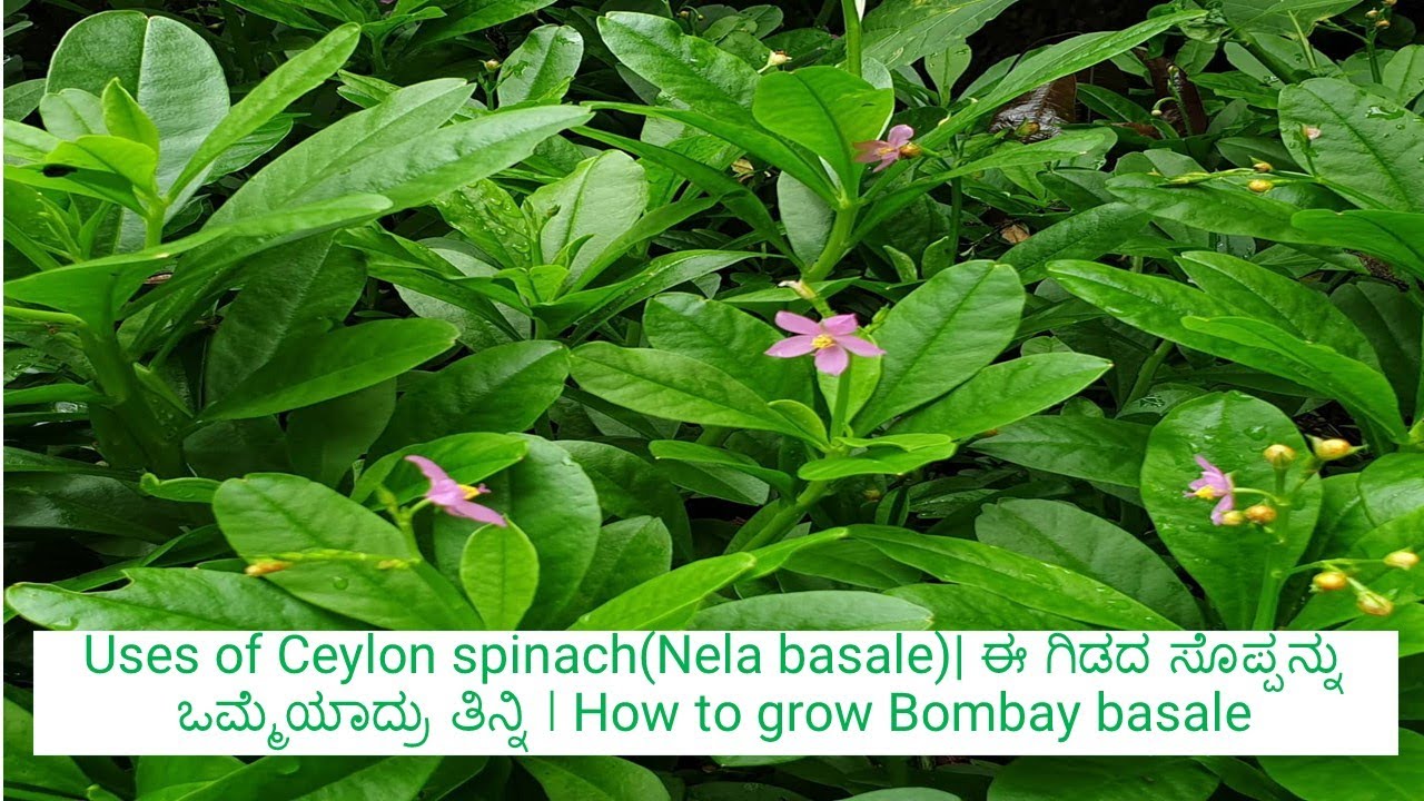 Uses of Ceylon spinach(Nela basale)| ಈ ಗಿಡದ ಸೊಪ್ಪನ್ನು ಒಮ್ಮೆಯಾದ್ರು ...