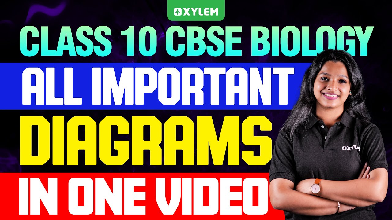 Class 10 CBSE Biology | All Important Diagrams In One Video | Xylem ...