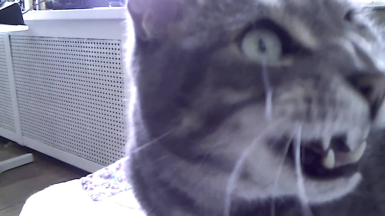 Cat Chirping Youtube