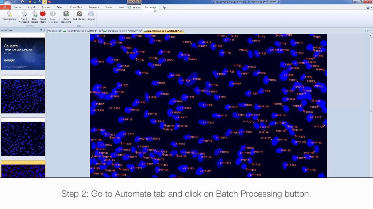 Batch processing: Celleste Image Analysis Software - YouTube