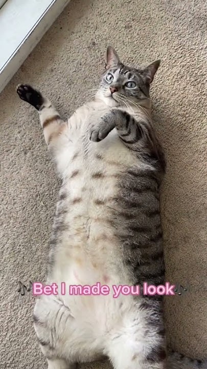 Made You Look (The cat way) #shorts #cat - YouTube