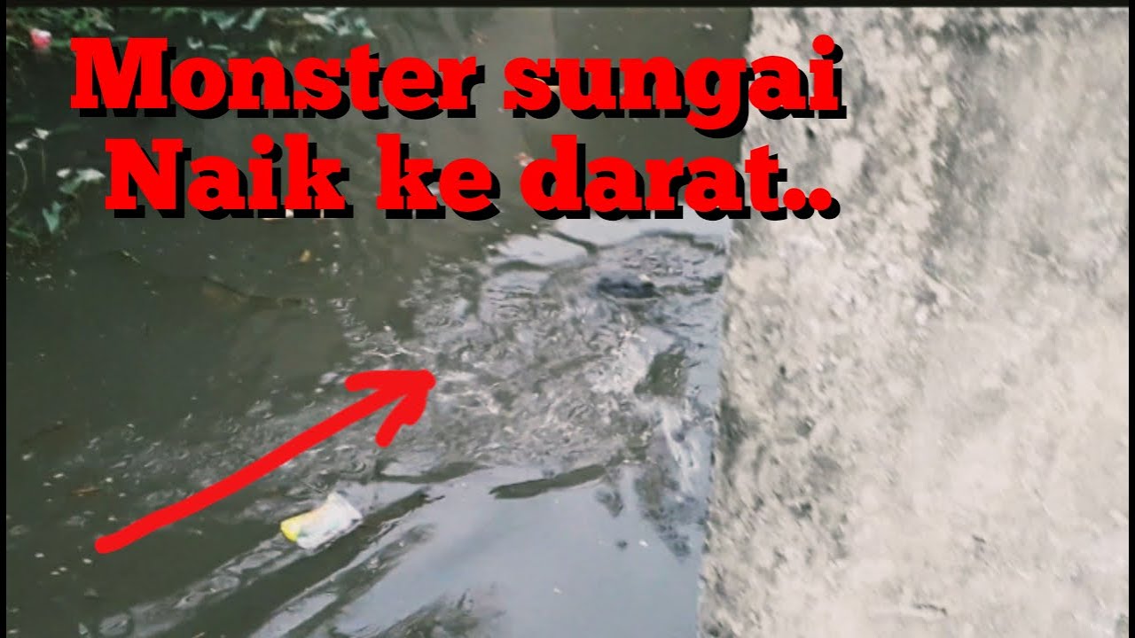 PENAMPAKAN MONSTER SUNGAI.. - YouTube