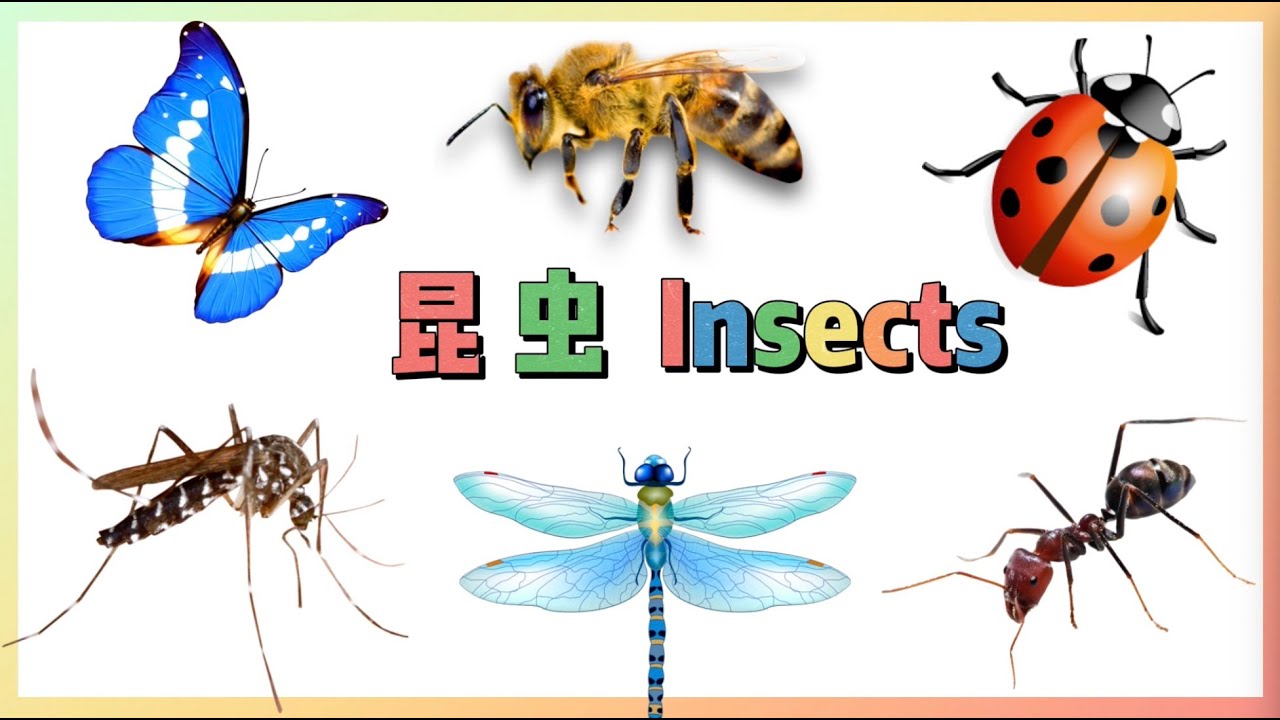 Insects In Chinese Literature at Myesha Litherland blog
