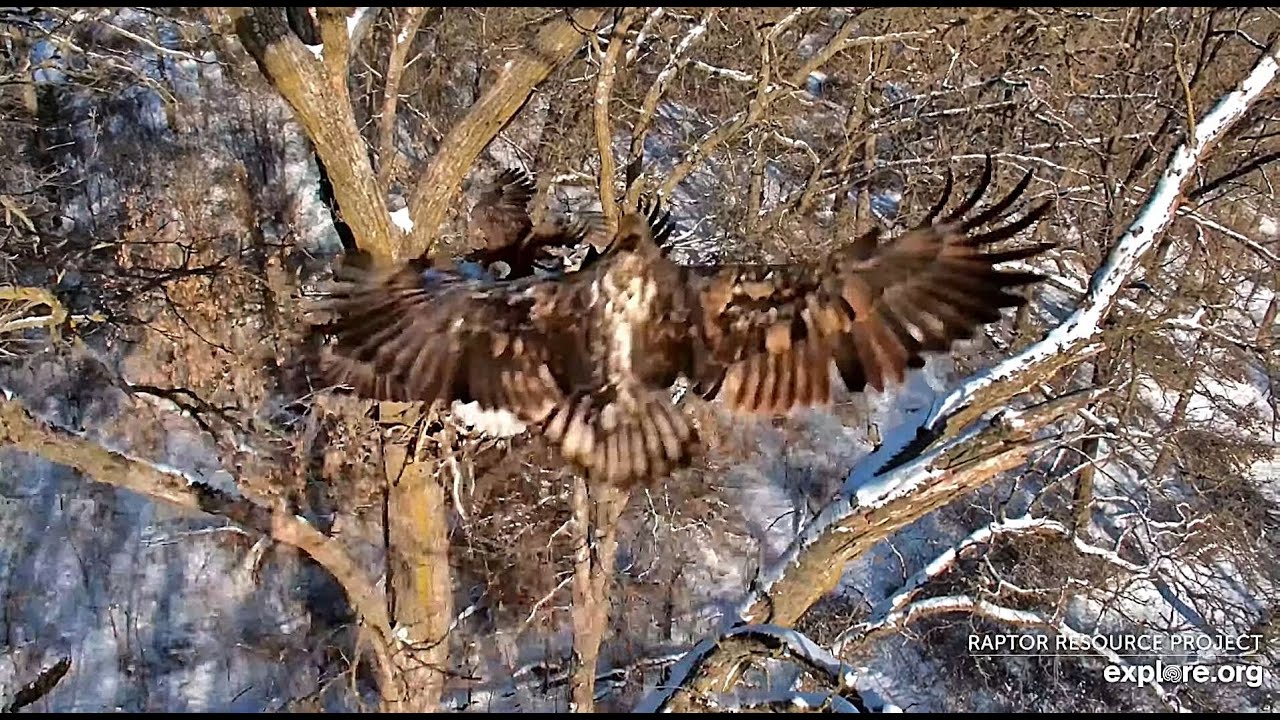 Decorah North : DNF brought female pheasant and SA hot on her tail ...