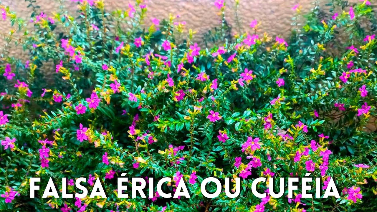 Planta falsa Erica ou cuféia ela é muito apreciada por florescer o ano ...