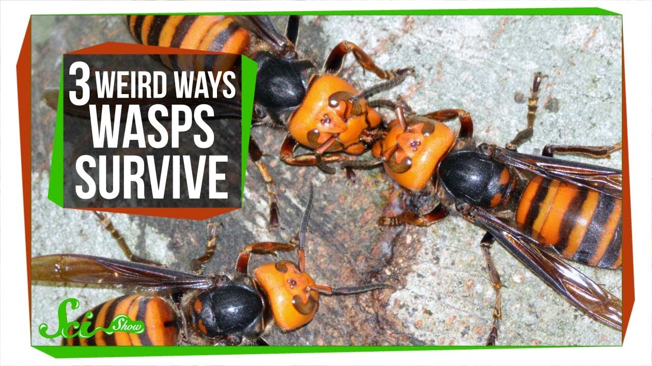 3 Wasps That Will Do Anything to Survive - YouTube