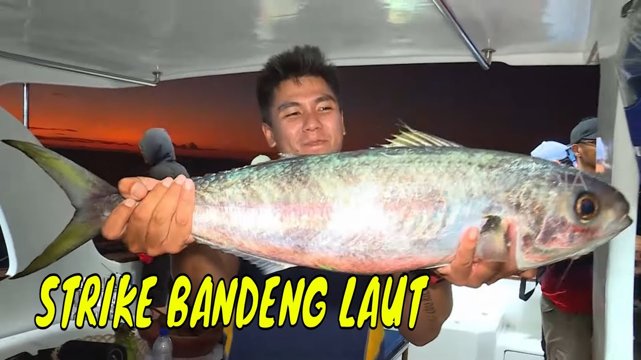 Menaklukkan Bandeng Laut di Labuan Bajo | MANCING MANIA STRIKE BACK (02 ...