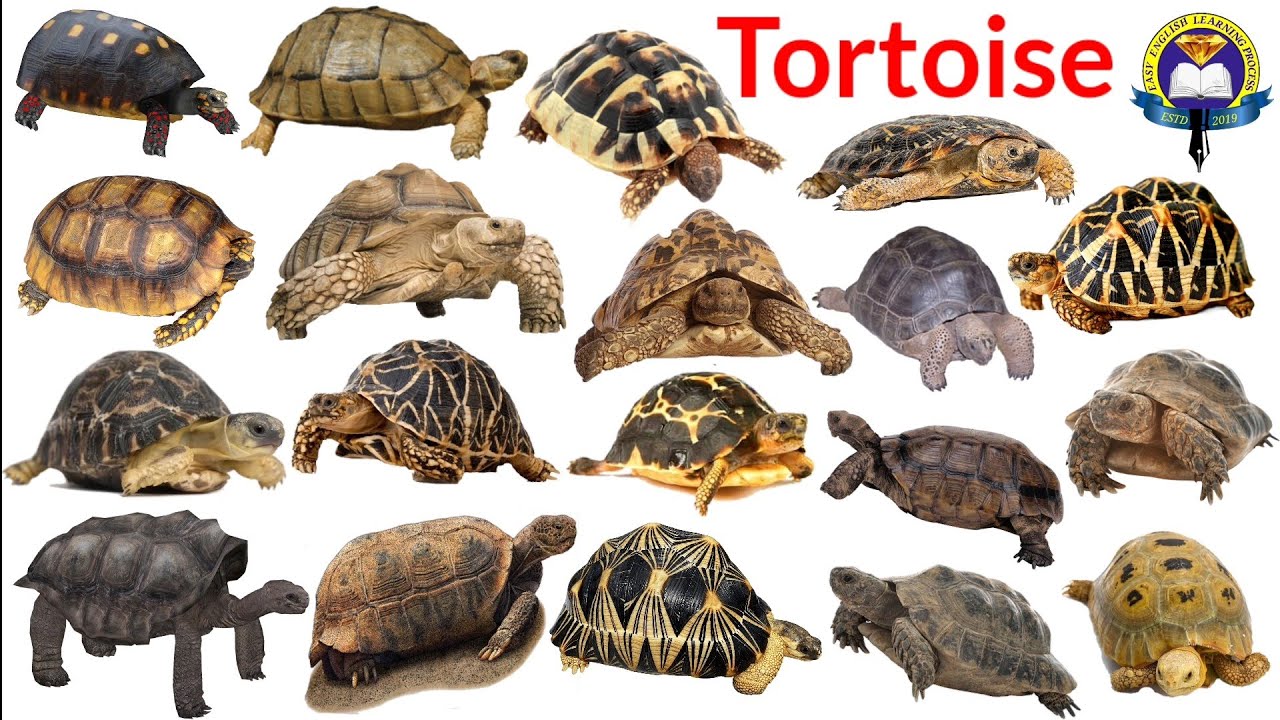 Types of Tortoise | Tortoises in English Language | Tortoises | Easy ...