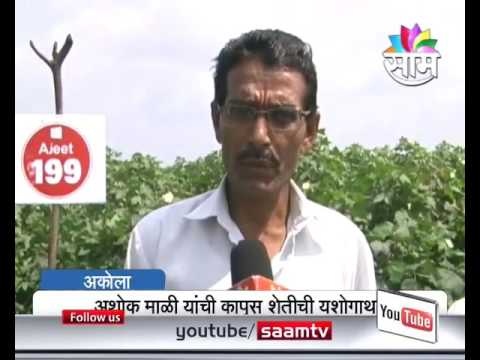 Ashok Mali's cotton production grew by use of Ajit seeds - YouTube