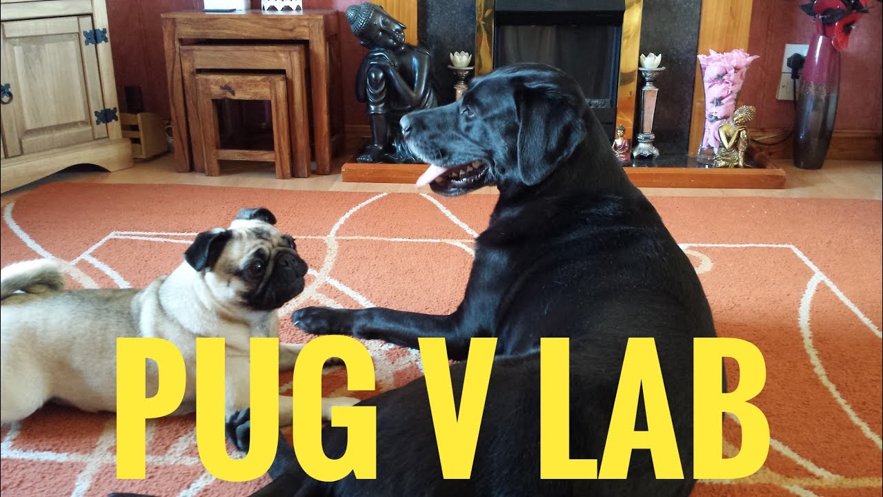 Which Dog Is Better Pug Or Labrador