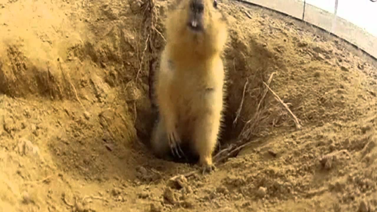 Curious gopher lives under rocket launchpad - YouTube