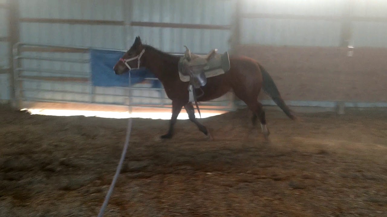2016 AQHA filly by Battman out of a Vested Pine mare - YouTube