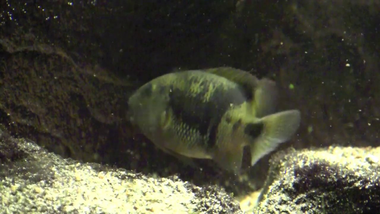 Foerageren, Chuco intermedium & Amphilophus macracanthus - YouTube