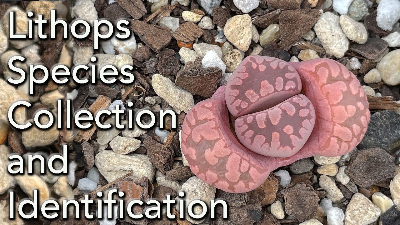 Lithops Collection Species and ID - An Introduction to these Amazing ...