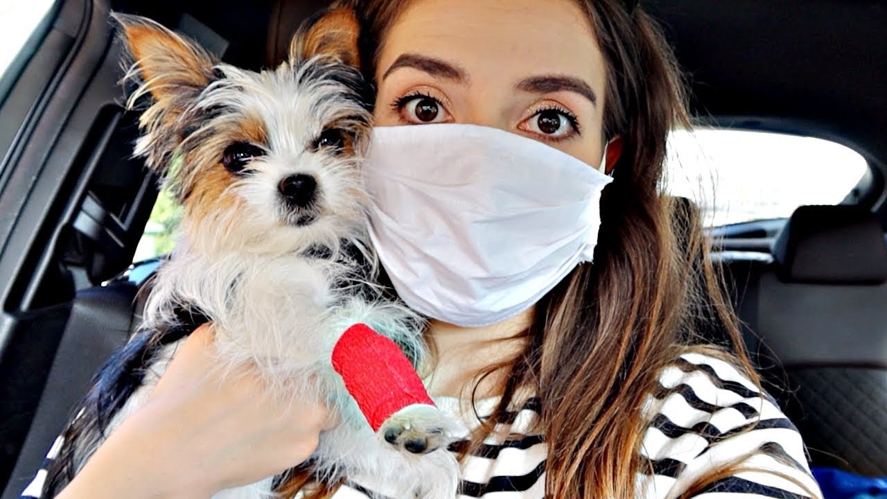 CHORY PIES ? JADE DO WETERYNARZA - YouTube