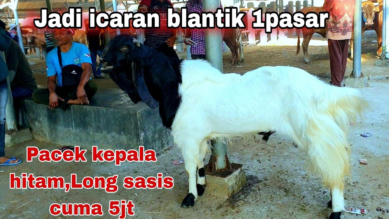 Kambing pacek pe kepala hitam joss cuma 5jt pasar parang magetan harga ...
