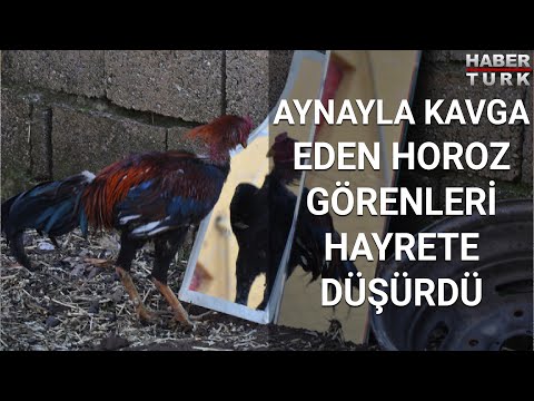Horozun aynayla kavgası