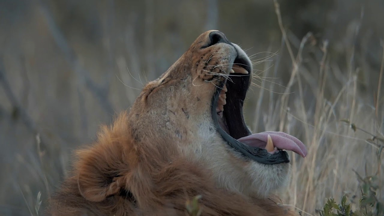 The GREATEST Spectacle on Earth | Experience the Roar and Thunder of ...