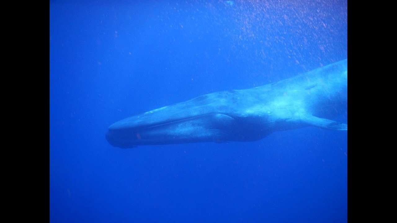 Primeiro encontro com uma baleia azul no terceiro dia (blue whale ...