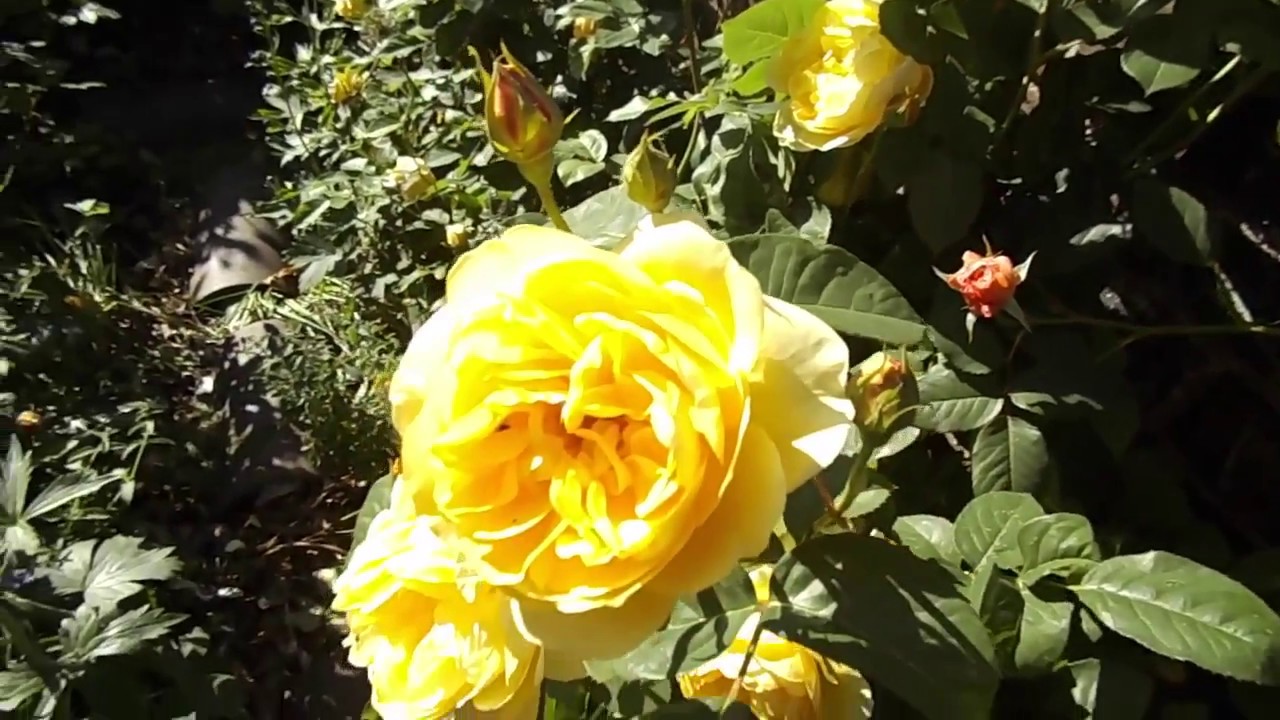 Rose Graham Thomas Ausmas David Austin Climbing rose - YouTube
