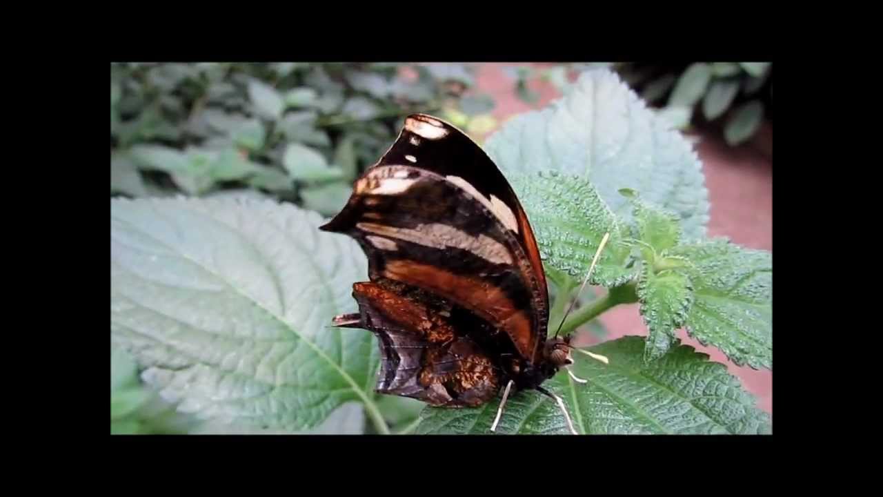 "Consul fabius-Schmetterlingshaus Bordano"- Live Video von Karin und ...