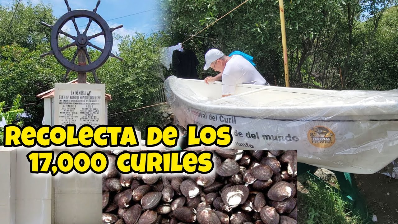 🔴COMO RECOLECTAN LOS 17,000 CURILES PARA EL FESTIVAL DEL CURIL - YouTube