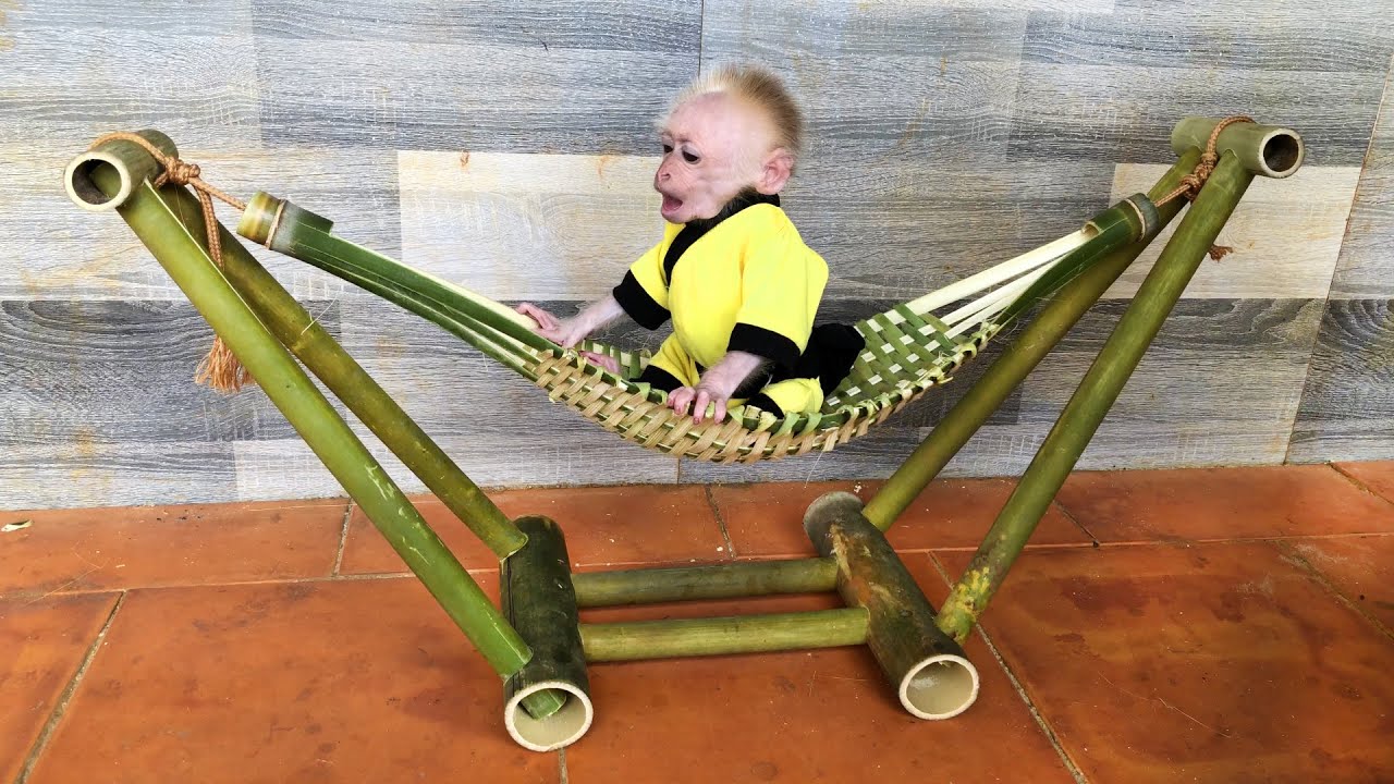 Baby monkey Bon really likes the bamboo hammock father made - YouTube