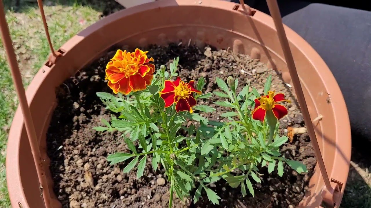 How to Make or Plant a Hanging Basket w/ Pot Marigolds and Nasturtium ...