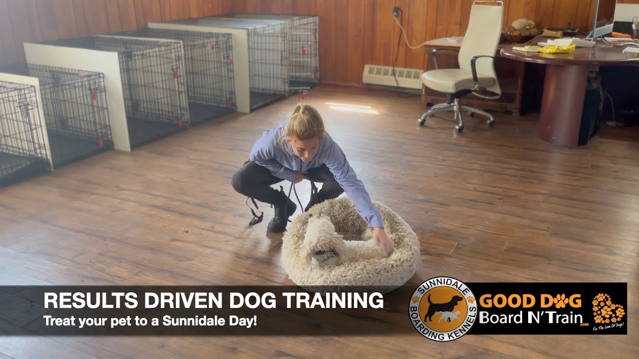 Parker 30-Day GOOD DOG Board N' Train Program At Sunnidale Boarding ...