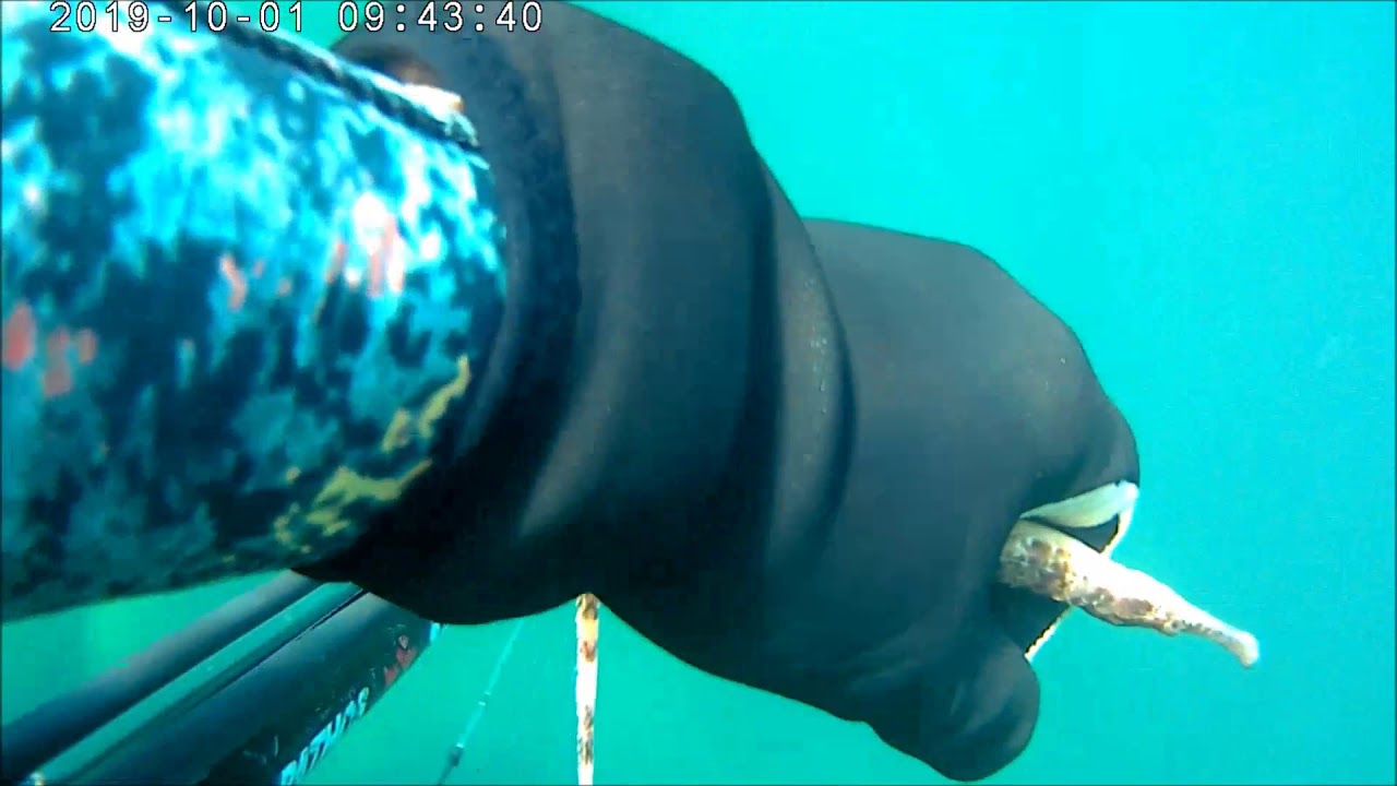 #DENİZ ATI# SEAHORSE#GİRESUN#DEEPHUNTER#SPEARO - YouTube