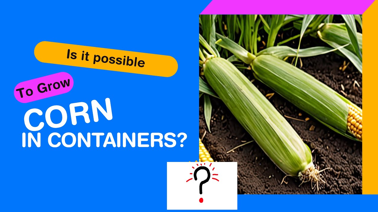 It is Possible to Grow Corn in a Container ( Here's How) - YouTube