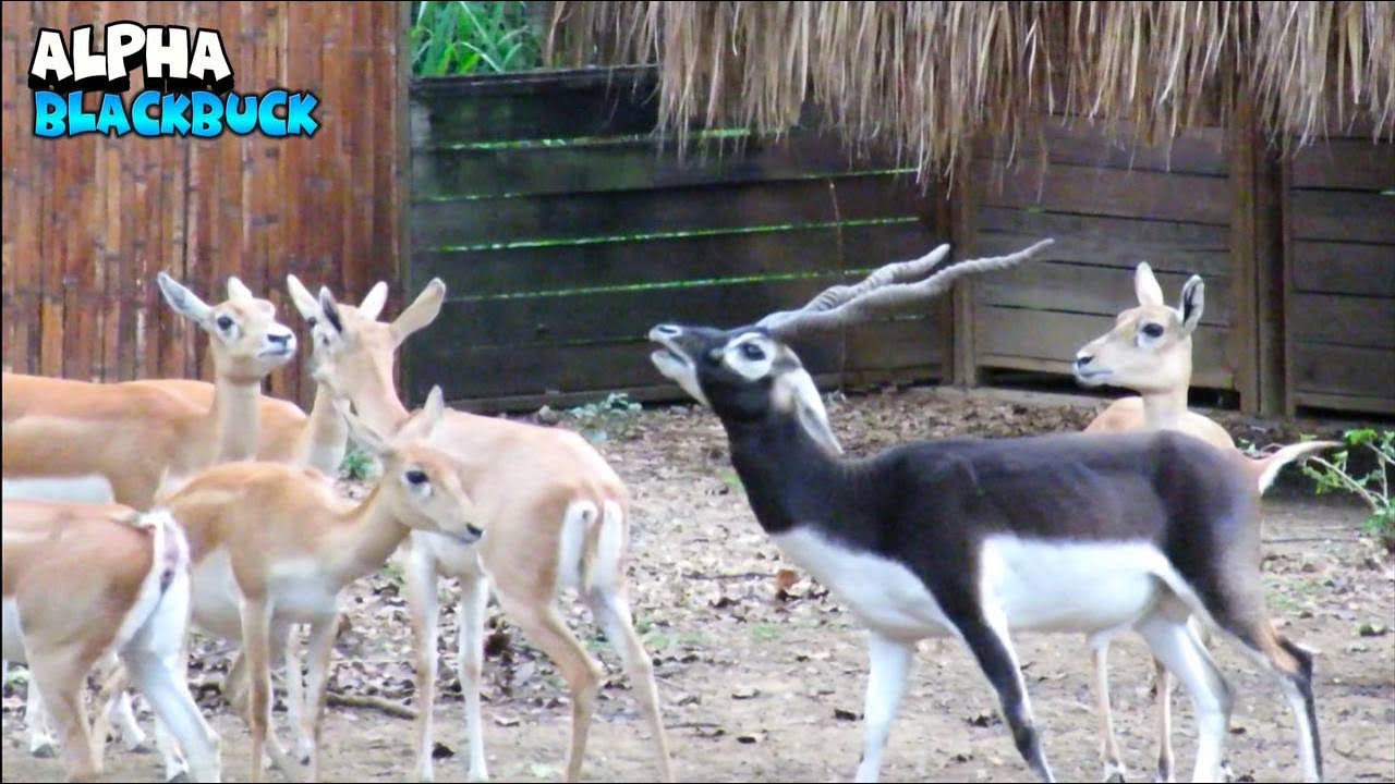 Alpha Blackbuck Commanding - YouTube