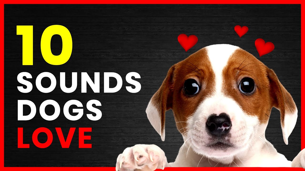 10 Sounds DOGS LOVE to HEAR the MOST - YouTube