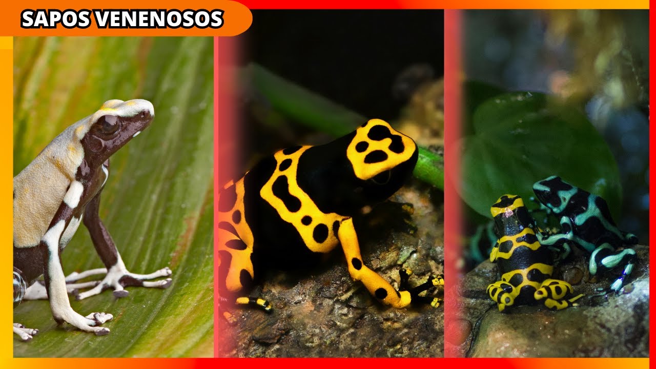 TOP 5 SAPOS MAIS VENENOSOS DA AMAZÔNIA - YouTube