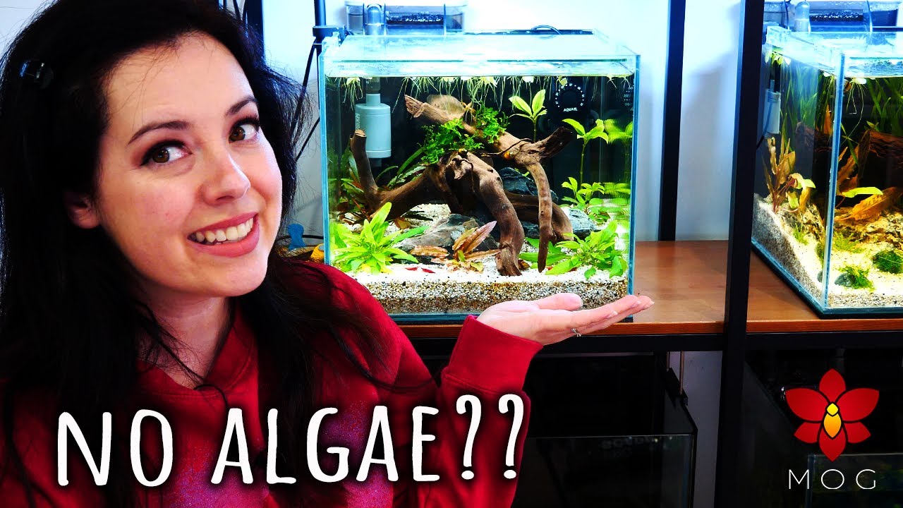 How I maintain a nano tank and have NO algae problems! - YouTube