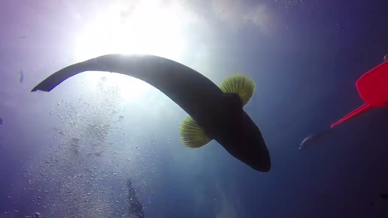 BAHAMAS (EXUMAS,ELEUTHERA ISLAND) - YouTube