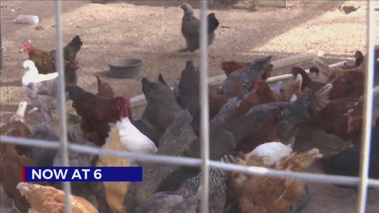 Odessa City Council on Chicken Ordinance - YouTube