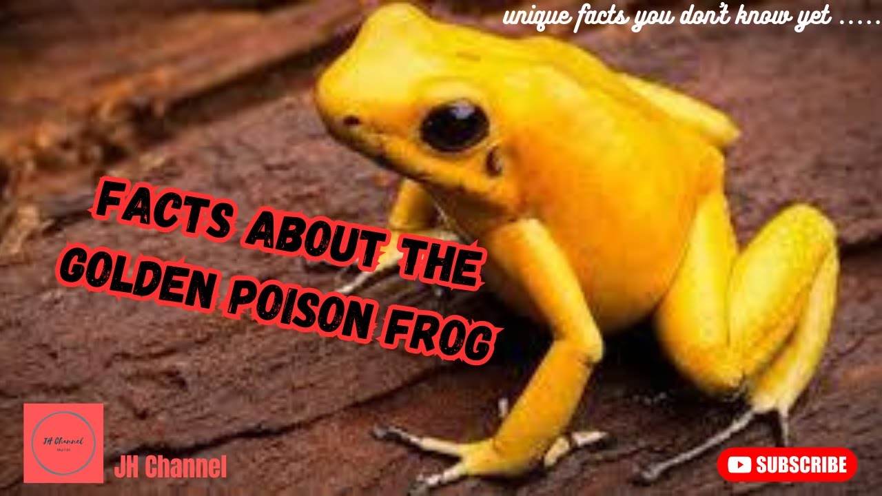 5 Facts about the Golden Poison Frog, Unique facts you don't know yet ...