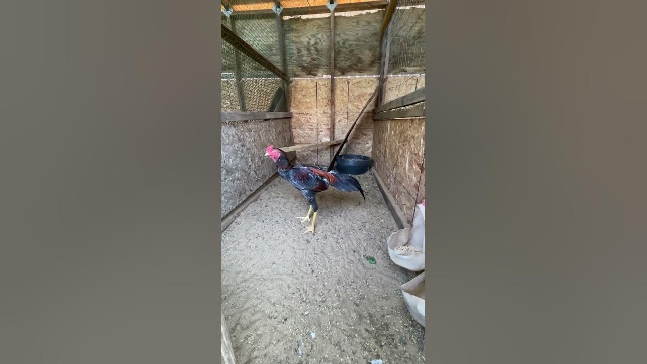 Qaib 5 hlis update tus 3 - YouTube