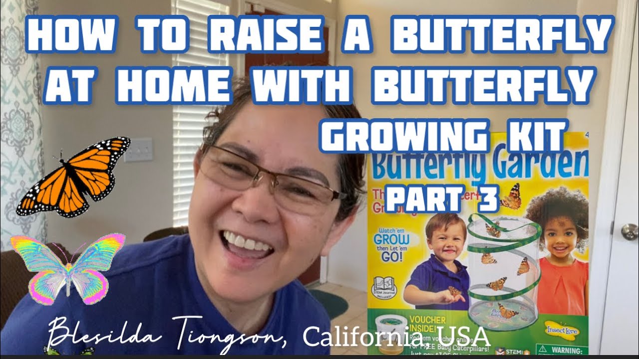 HOW TO RAISE A BUTTERFLY AT HOME WITH BUTTERFLY GOWING KIT PART 3 # ...