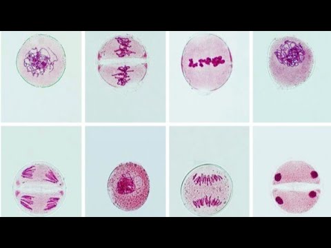 MEIOTIC CELL DIVISION STAGES OF EASTER LILY (Lilium longiflorum) - YouTube