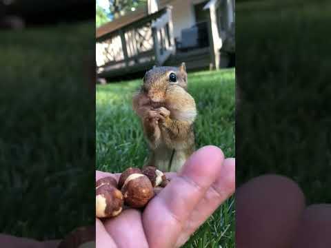 The Squirrel eating nuts (New video)
