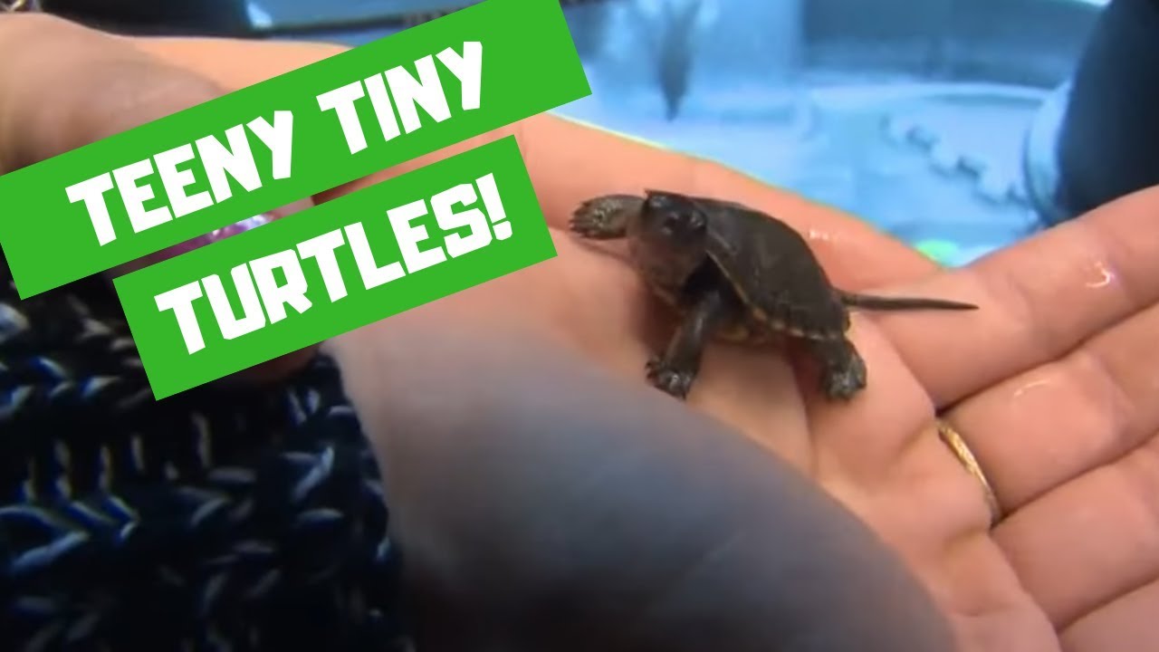 These tiny turtles FIT IN A SPOON! - YouTube