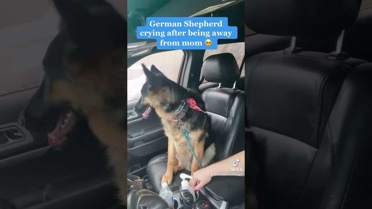 German Shepherd CRYING *8 months old - YouTube