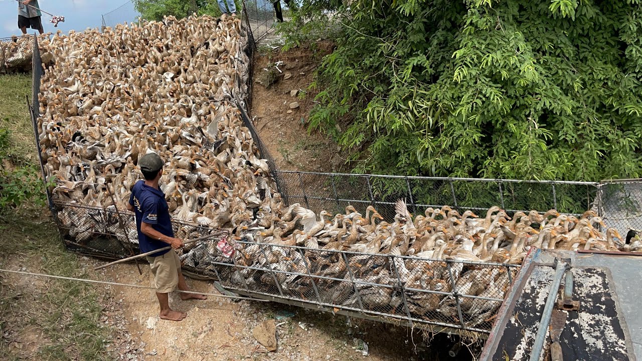 Ducks run and lay eggs on boats to move fields - duck farm tv - YouTube