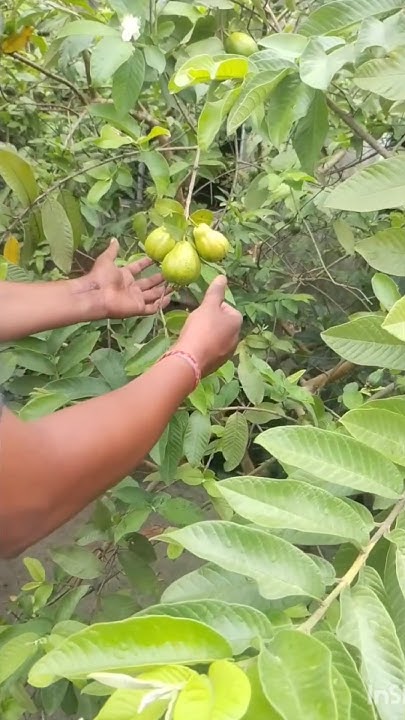 guava harvesting - YouTube