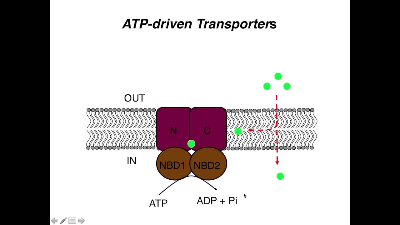ABC Transporters and Pgp - YouTube