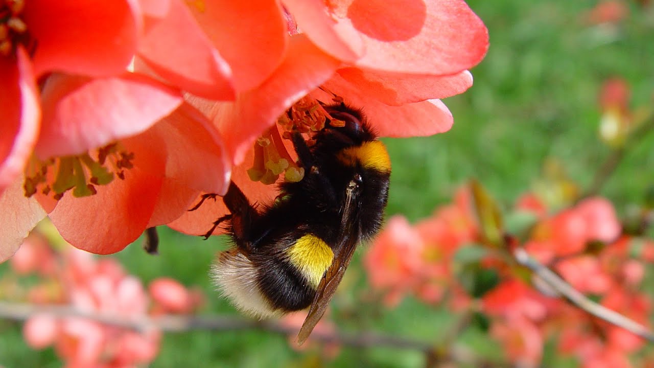 Bombi Farfalle e Altri Vari Insetti 4k - YouTube